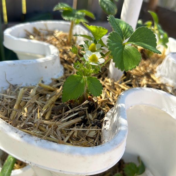 Ranunculus Aviv Rose Buy 4 Get 1 Free - Etsy