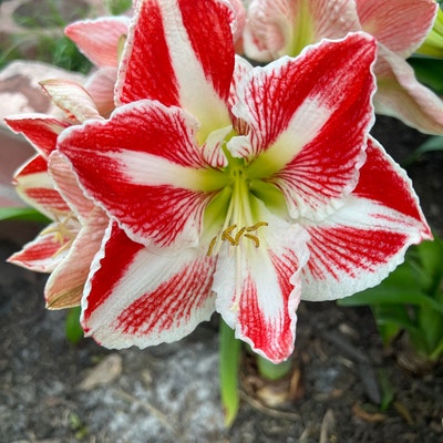 Large Bloom Purple CURCUMA COMOSA US Seller - Etsy