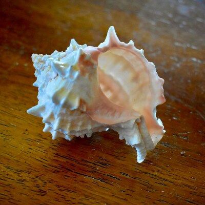 White Bursa Rana Shells 2 3 4/6 PCS Beach Decor - Etsy