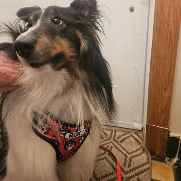 Personalised Sheltie Dog Harness: Custom Shetland Sheepdog Name & Breed ...