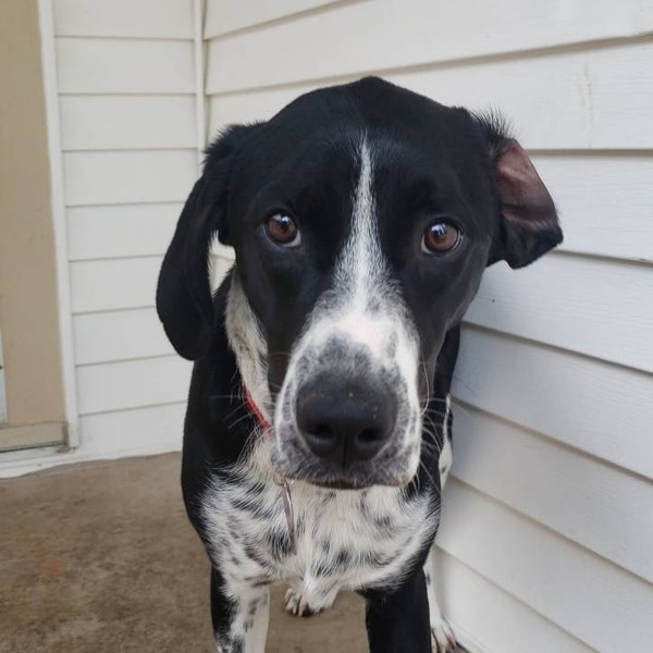 COW Expressionist Style Farm Animal Art on Canvas * Giclee Print of the ...