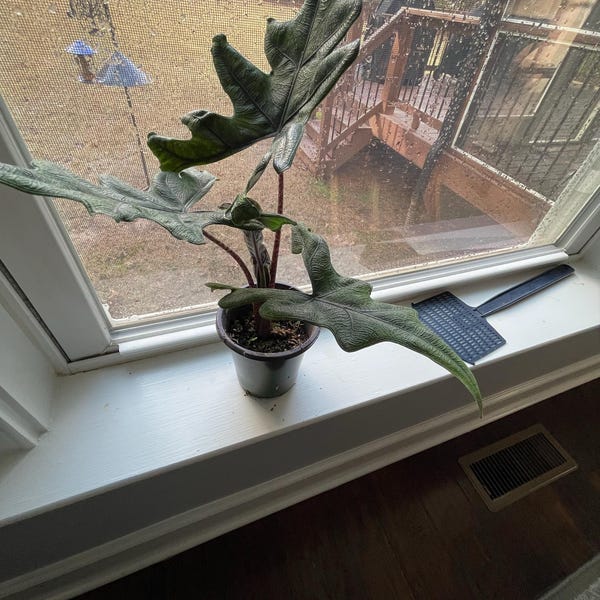 Mican Philodendron | Velvet Leaf Philo | Indoor & Outdoor Live Tropical ...