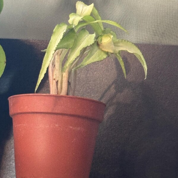 Green Moses in the Cradle, 2 Inch Tradescantia Spathacea, Rhoeo ...