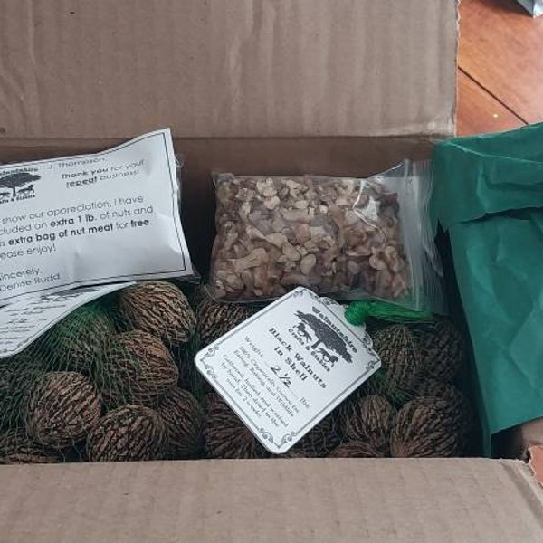 Black Walnut Shell Halves - Perfect for Crafts or Jewelry - Etsy