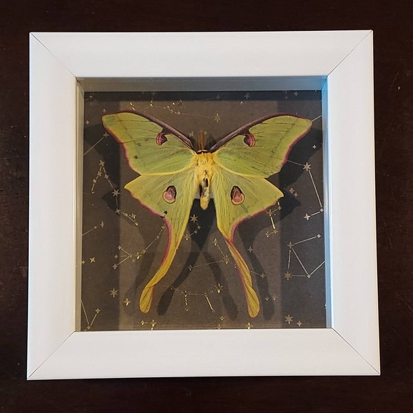3 PRACTICE Grade Specimens of LUNA Moth Actias Luna - Etsy
