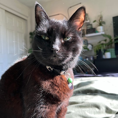 Pink Plaid Roses Leopard Print Cat Collar With Safety - Etsy