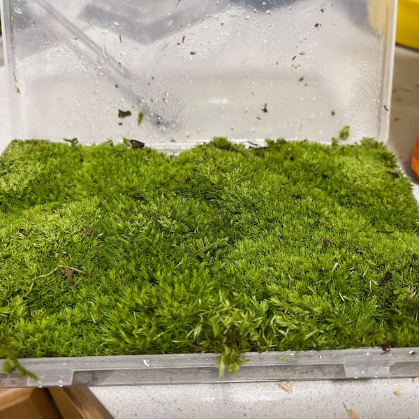 Live Clean and High Quality Planted Sheet Moss & Cushion Moss for ...