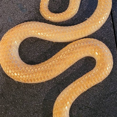 Large Snake Resin Mold-silicone Snake Mold-epoxy Resin Viper Mold-snake ...