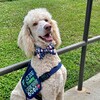 Denim Dog Bow - Etsy