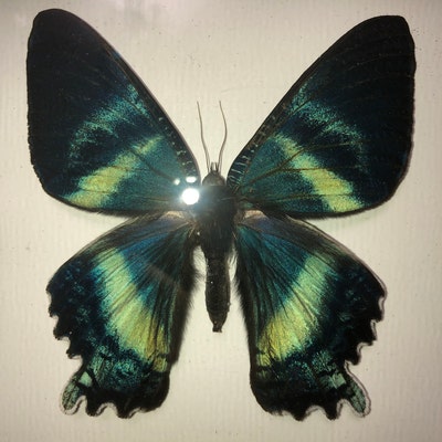 Real Metallic Blue Moth Framed Taxidermy Alcides Agathyrsus Victorian ...