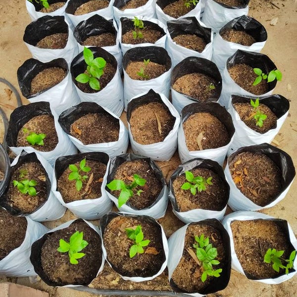 ONE Miracle Berry Fruit Seedling/synsepalum Dulcificum/live 3" Seedling ...