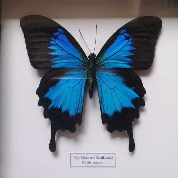 Blue Mountain Swallowtail (papilio Ulysses) Real Butterfly. - Etsy