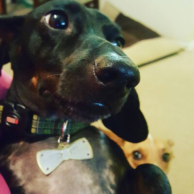 Bow Tie Pet Tag, Made to Size for Your Pet - Etsy