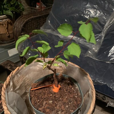 1 Fall Gold Raspberry Rooted Plant. Zones 3-8. Gold Colored - Etsy