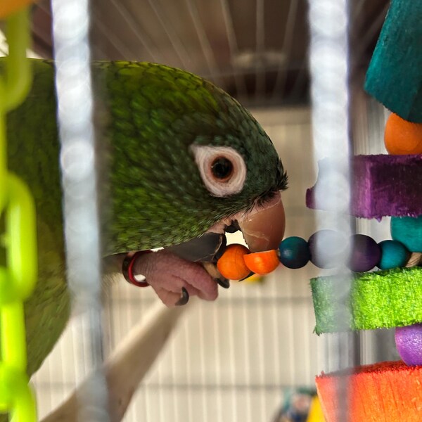 Pine Parrot Foraging Toy: Chippable Wood Blocks (baffle) - Etsy