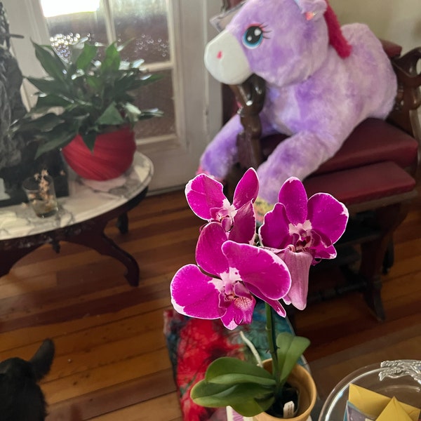 Grand Champion of 2023 Taiwan International Orchid Show. Phal. Hwa Yuan ...