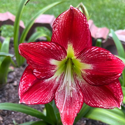 1 mingus Randy Cactus Dahlia Top Size Bulb 1 - Etsy