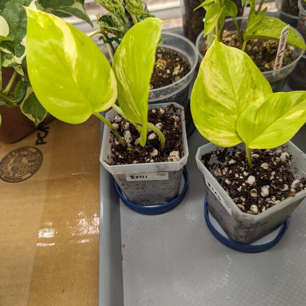 Teruno Fanfare Epipremnum Aureum Pothos japan Rooted Starter Plant - Etsy