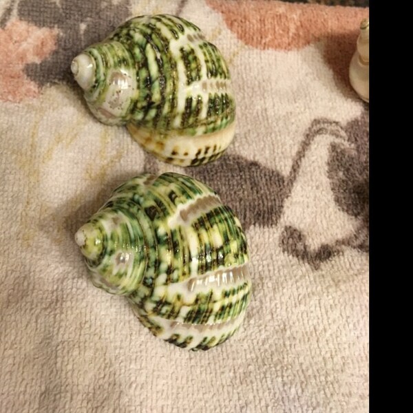 Polished Side Band Green Turbo Shells ~2"-2-1/2"~ Craft Seashell (1 ...