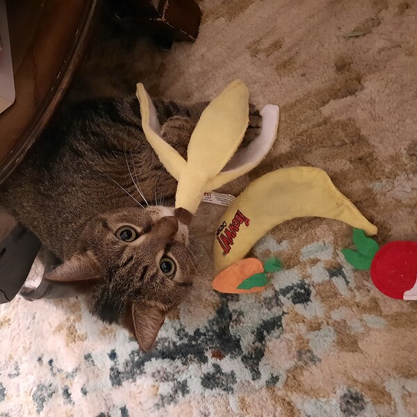 Catnip Radish, Catnip Turnip, Vegetable Cat Toy - Etsy