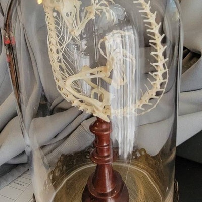 Real Silver Toadfish Skull, Silver Toadfish Skeleton, Lagocephalus ...