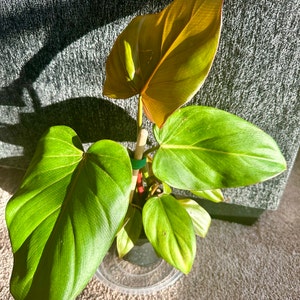 Silver Splash Pothos Scindapsus Pictus Exotica - Etsy