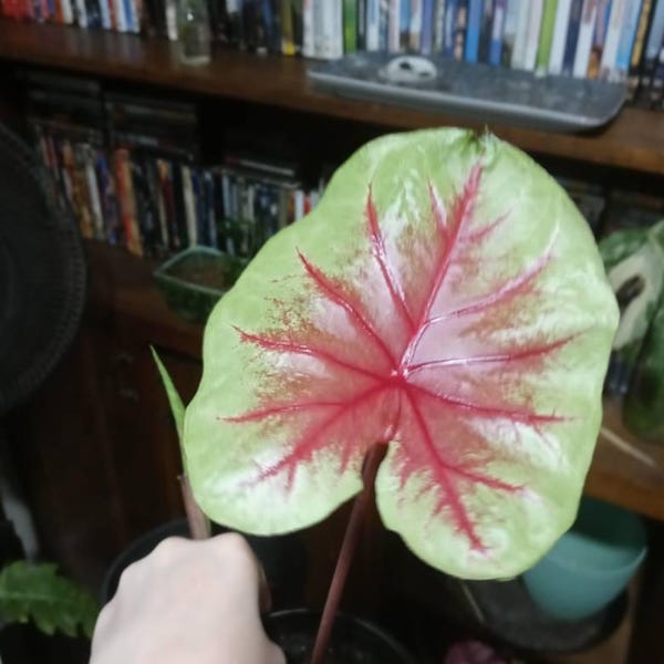 Caladium 'allure' Size #2 (2 Bulbs) **new Crop 2025 ***in Stock Now ...