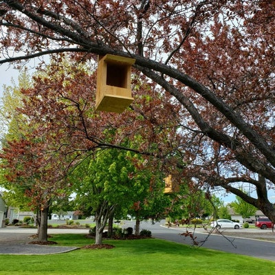 Barred Owl or Great Horned Owl Nesting Box - Etsy