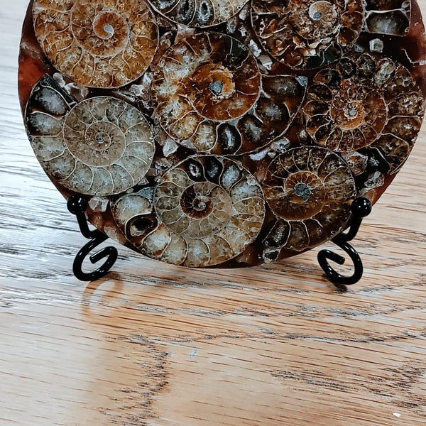 Ammonite Disc Fossil Conch Specimen+free Stand，spiral Shell Fossil ...