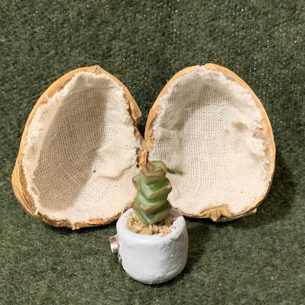 Miniature Live Succulent Terrarium – Boo-boo Plant - Etsy