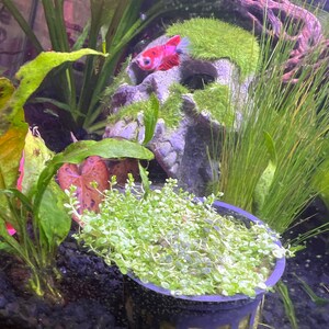 Dwarf Baby Tears Pot hemianthus Callitrichoides BUY3GET1FREE - Etsy