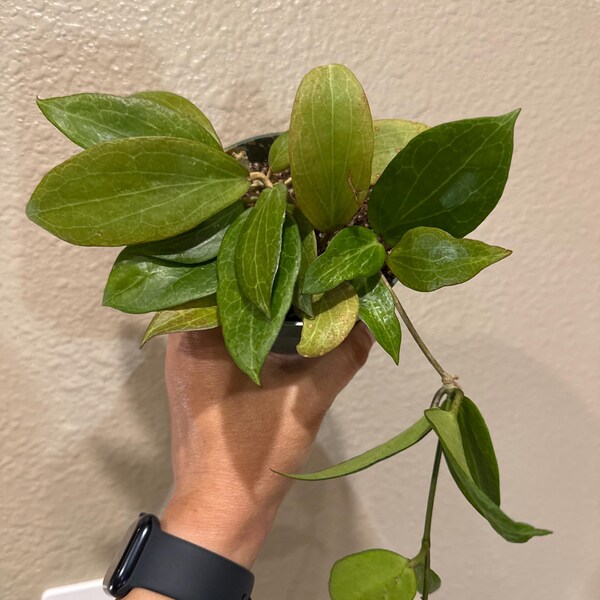 Hoya Mathilde in a 6 Inch Pot / Many Peduncles / Well Established ...
