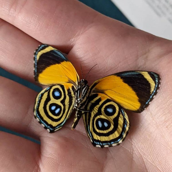 Real Callicore Cynosura Butterfly, Spread for Your Project or Laminated ...