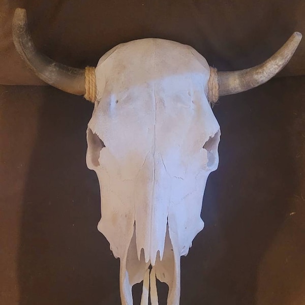 Real Steer Skull With Horns - Etsy