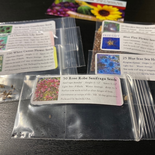 50 ROSE ROBE SAXIFRAGA Saxifraga Arendsii Mossy Rockfoil Evergreen ...
