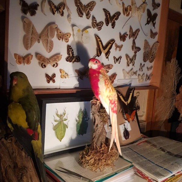 Taxidermy Bird Stuffed Bird AFRICAN SULTAN CHICKEN Porphyrio ...