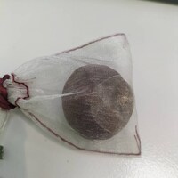 100 japanische Quittensamen. 100 frische Samen Chaenomeles japonica ...