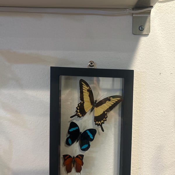 Real Framed Butterfly Display - Etsy