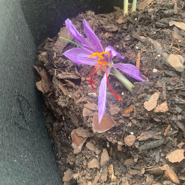 Eve's Pin austrocylindropuntia Subulata - Etsy