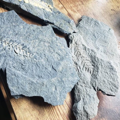 Ancient Paleozoic Era Extinct Tree Fern & Big Leaf Flora Plant Fossil ...