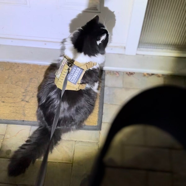 Laser Cut Blackbeard Flag Ace of SPADES Spec Ops Unit Devgru Navy NSWDG ...