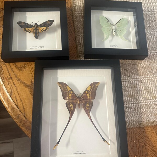 The Luna Moth in Box Frame (actias Luna) - Etsy