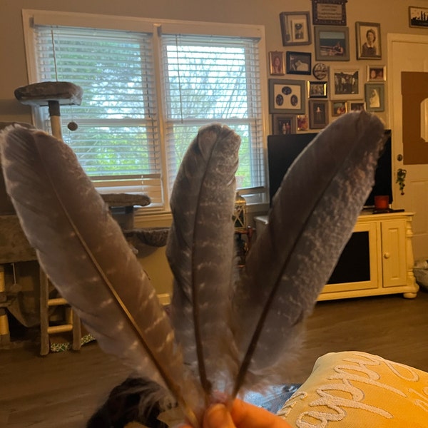 Natural Turkey Feathers, Smudging Feathers, Feathers for Smudging or ...