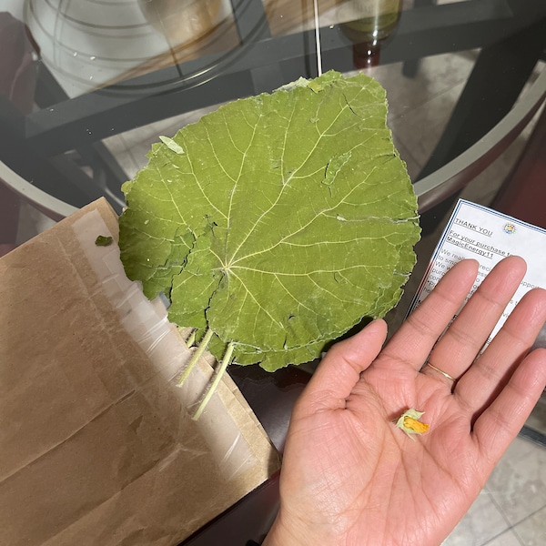 Vencedor (winner) Plant Dried 1 Oz - Vencedor Planta Organica Seca 1 Oz ...