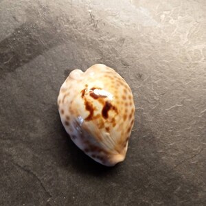 20 Different Species of Olive Shells for Collection With Identification ...