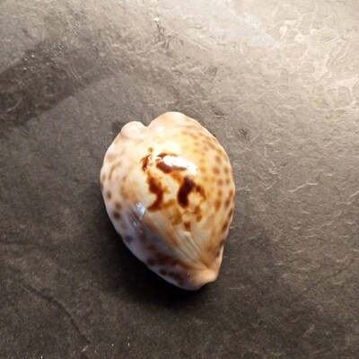 20 Different Species of Olive Shells for Collection With Identification ...