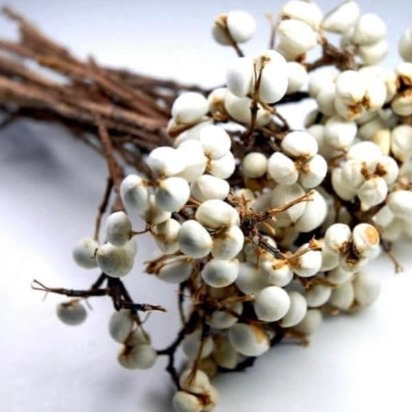 20 Stems Dried Natural Tallow Berries/6''-10'' L/dried Tallow Berry - Etsy