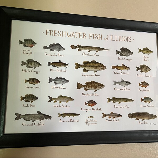 Michigan Freshwater Fish Field Guide Art Print / Fish Nature Study ...