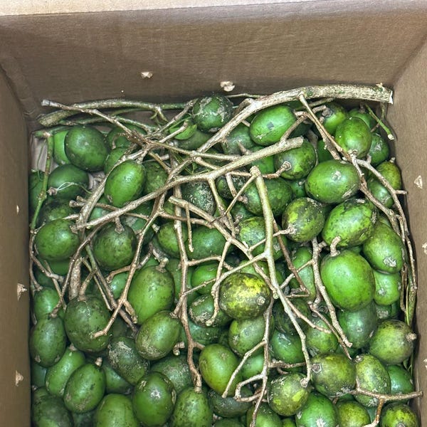 Fresh Thai June Plum Fruits From Florida 5 Pounds per Order (free ...