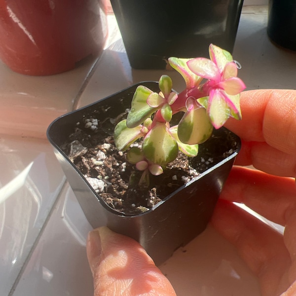 Rare Variegated Pink Elephant Bush, Portulacaria Afra Variegata Live ...